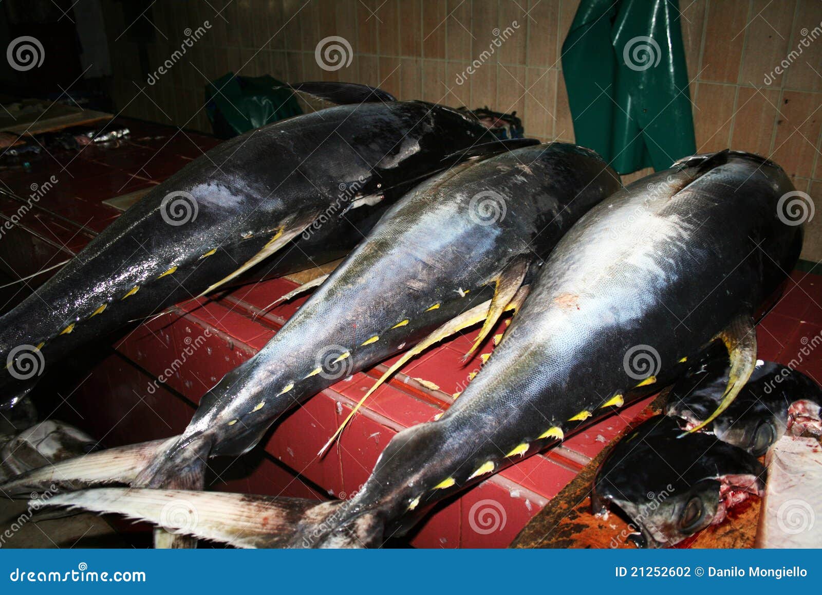 Yellow fins stock photo. Image of asia, taste, maldives - 21252602
