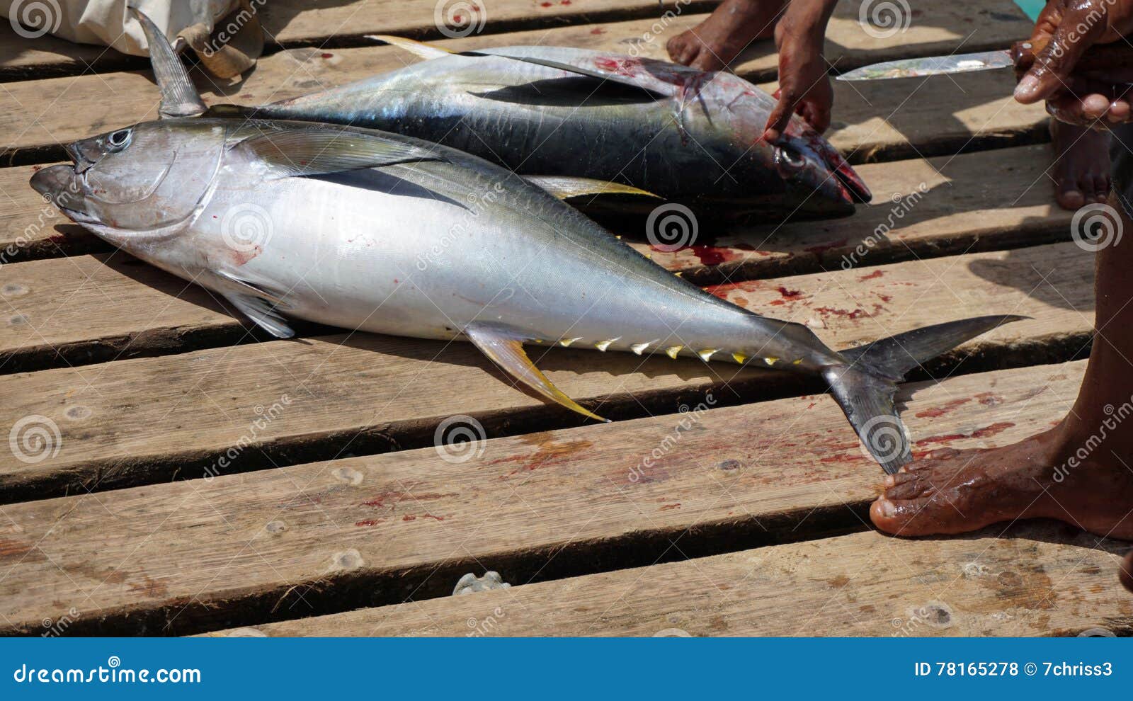 Yellow fins tuna stock photo. Image of yellow, albacares - 78165278