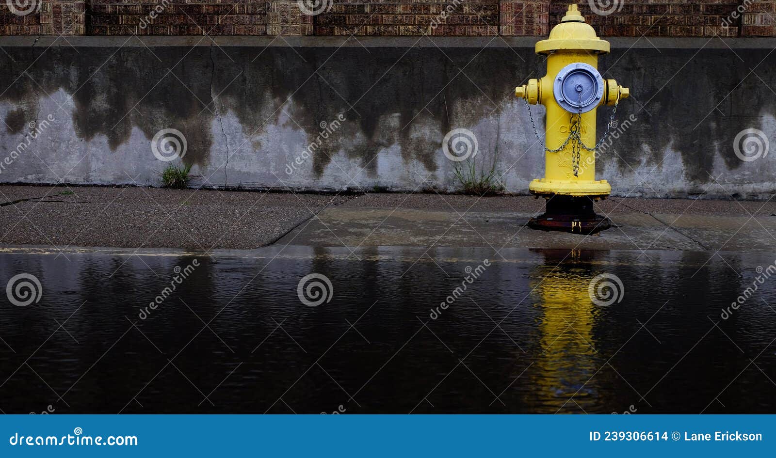 Yellow Fire Hydrant Reflected in Pool of Water Flood Stock Photo ...