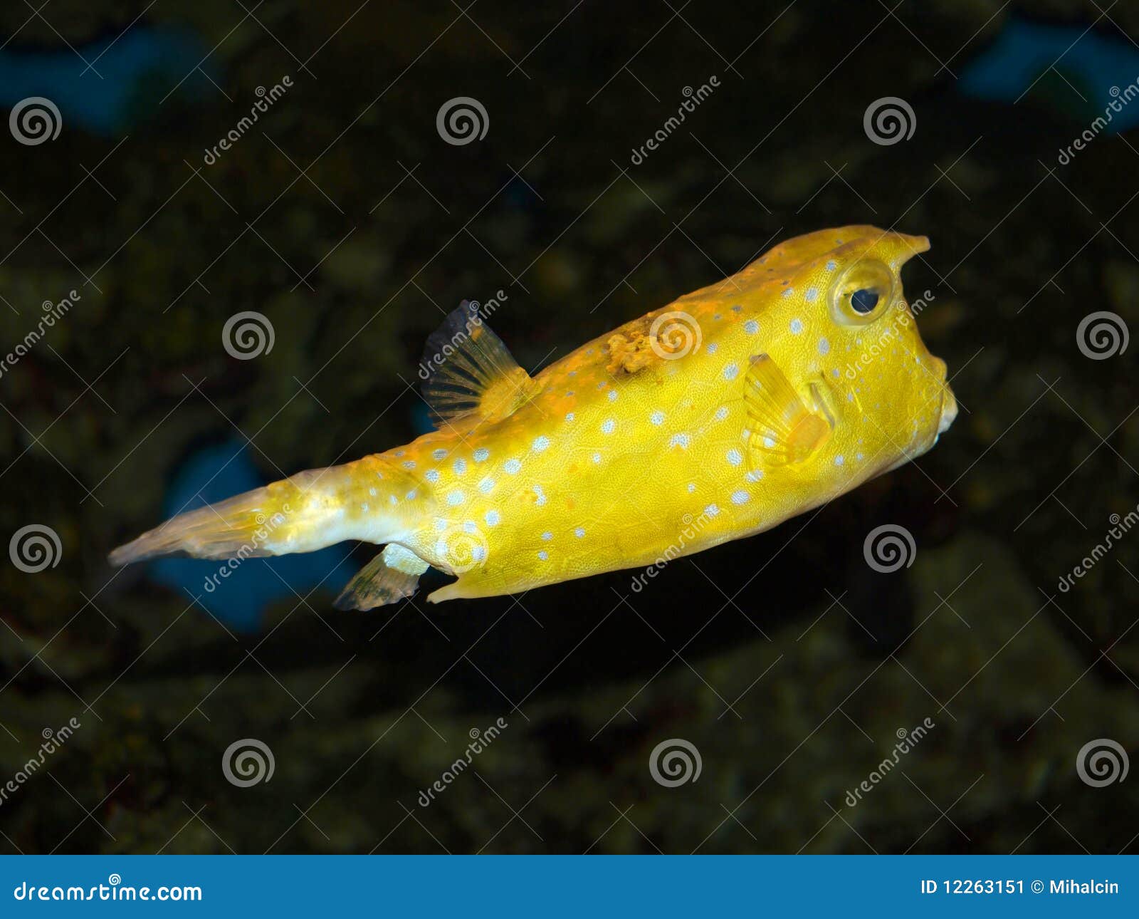 Yellow fish stock image. Image of diet, aquarium, ocean - 12263151