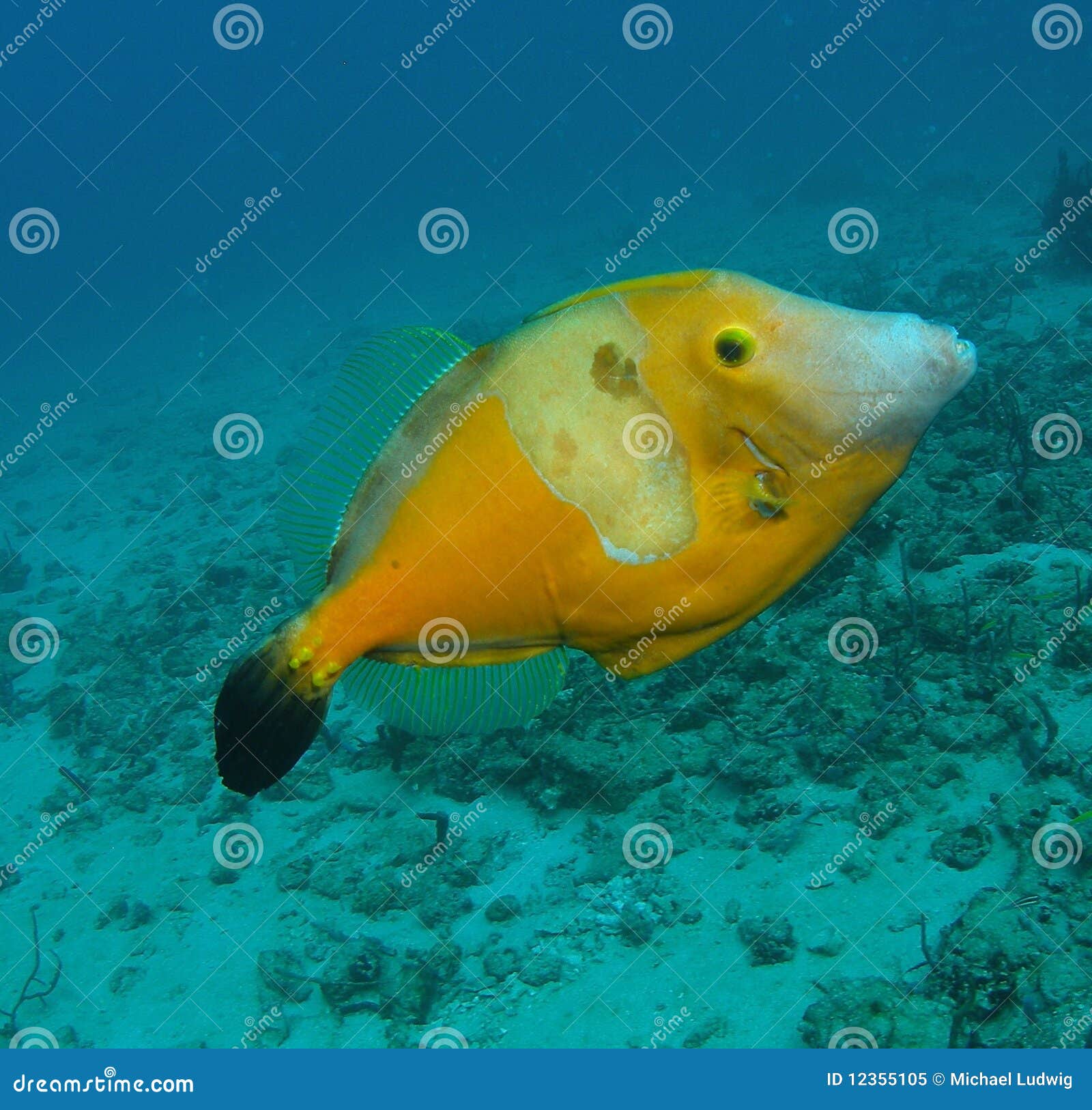 Yellow Fish stock image. Image of underwater, ocean, filefish - 12355105