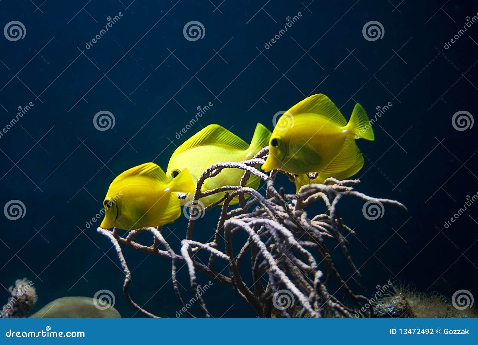 Yellow fish stock photo. Image of yellow, algae, exotic - 13472492