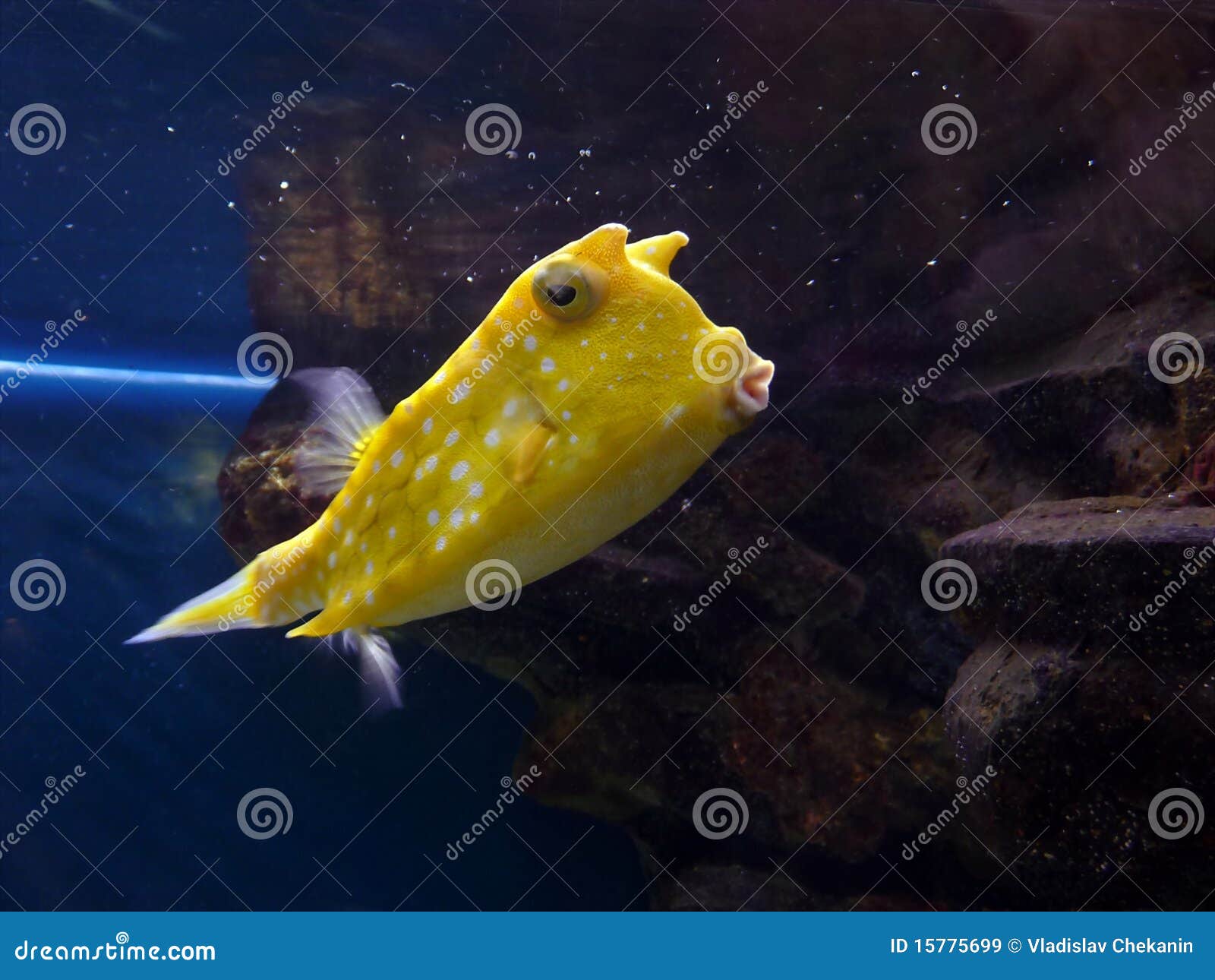 Yellow fish stock image. Image of unusual, deep, spot - 15775699
