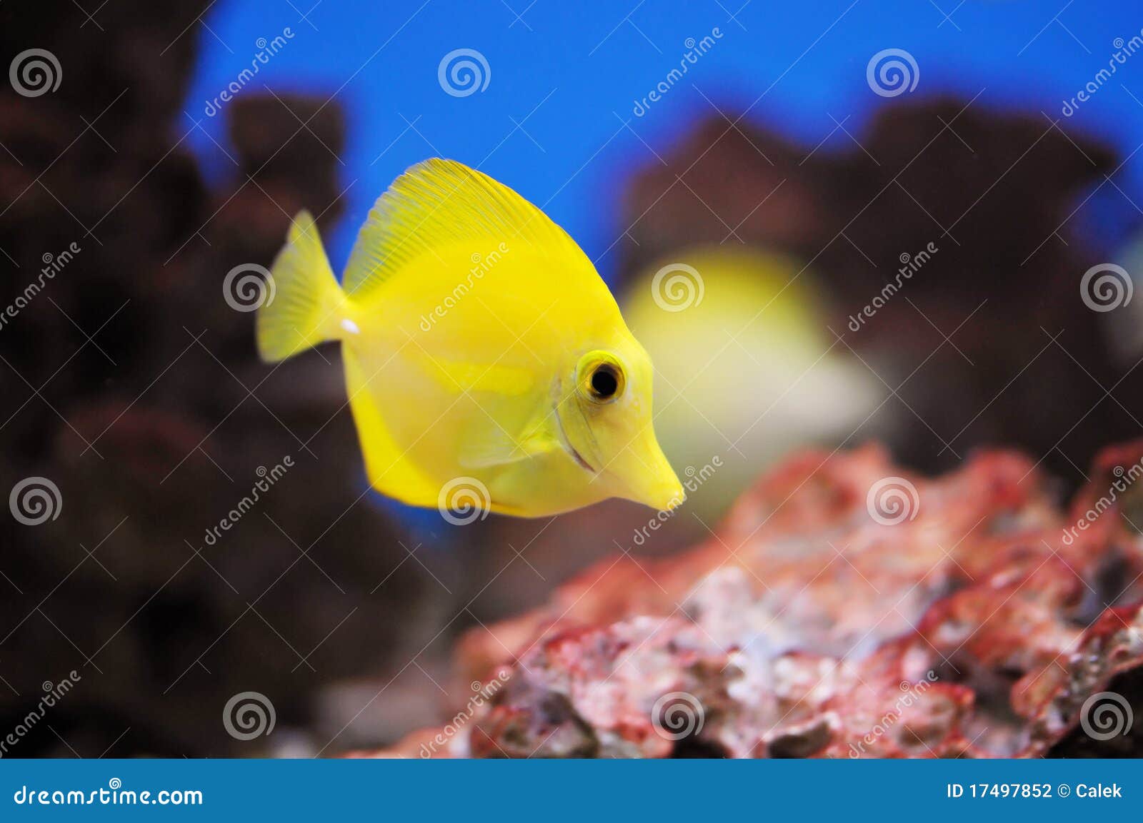 Yellow fish stock photo. Image of color, ocean, seaside - 17497852