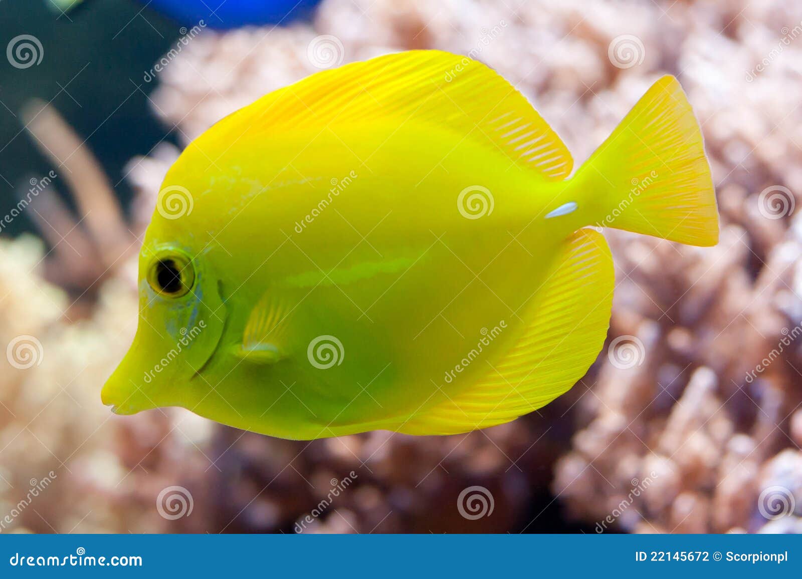 Yellow Fish stock photo. Image of side, underwater, single - 22145672