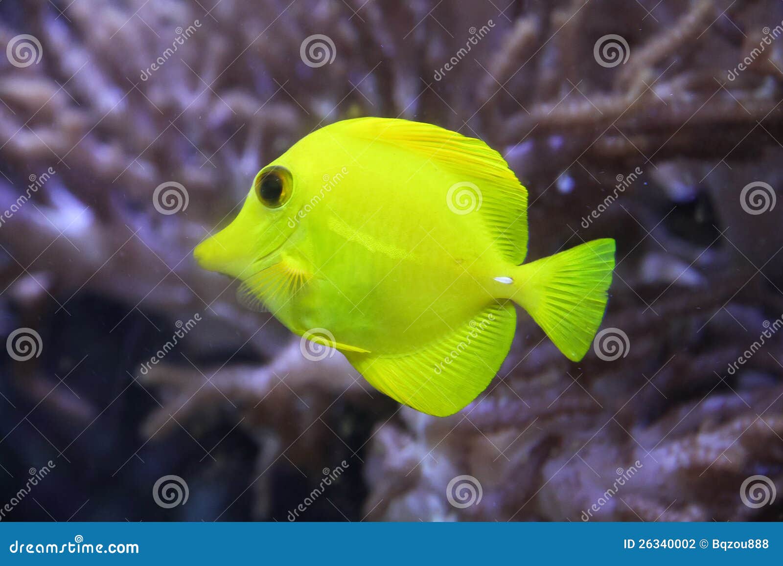 Yellow Fish stock photo. Image of fish, animal, wildlife - 26340002
