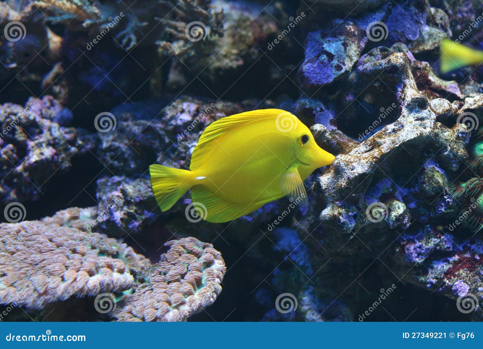 Yellow fish stock image. Image of environment, gold, aquatic - 27349221