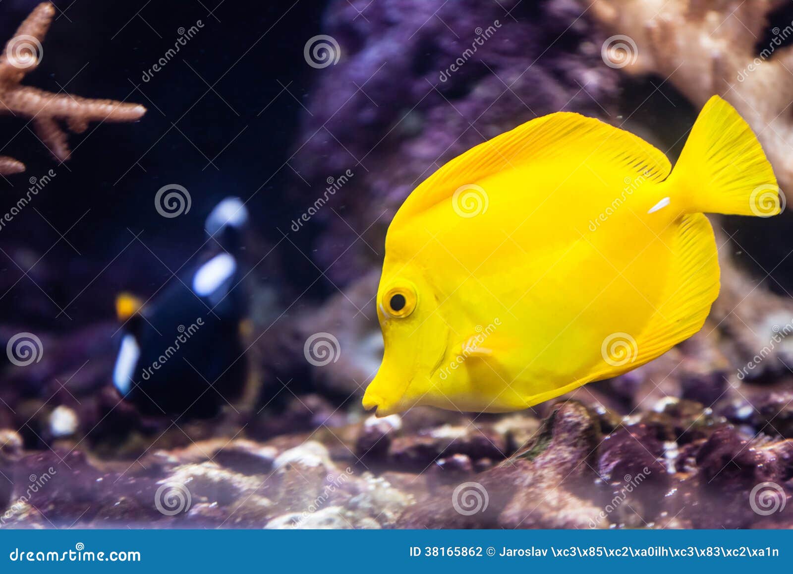 Yellow fish stock photo. Image of coral, yellow, tropical - 38165862