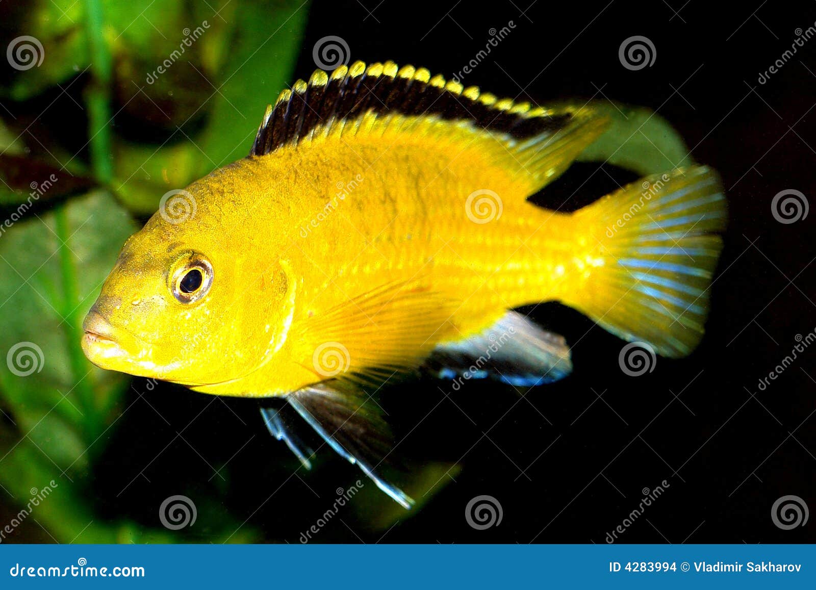 Yellow Fish stock photo. Image of aquarium, africa, lake - 4283994