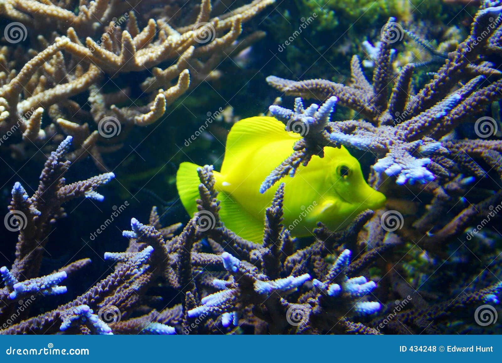 Yellow Fish stock photo. Image of yellow, aquarium, coral - 434248