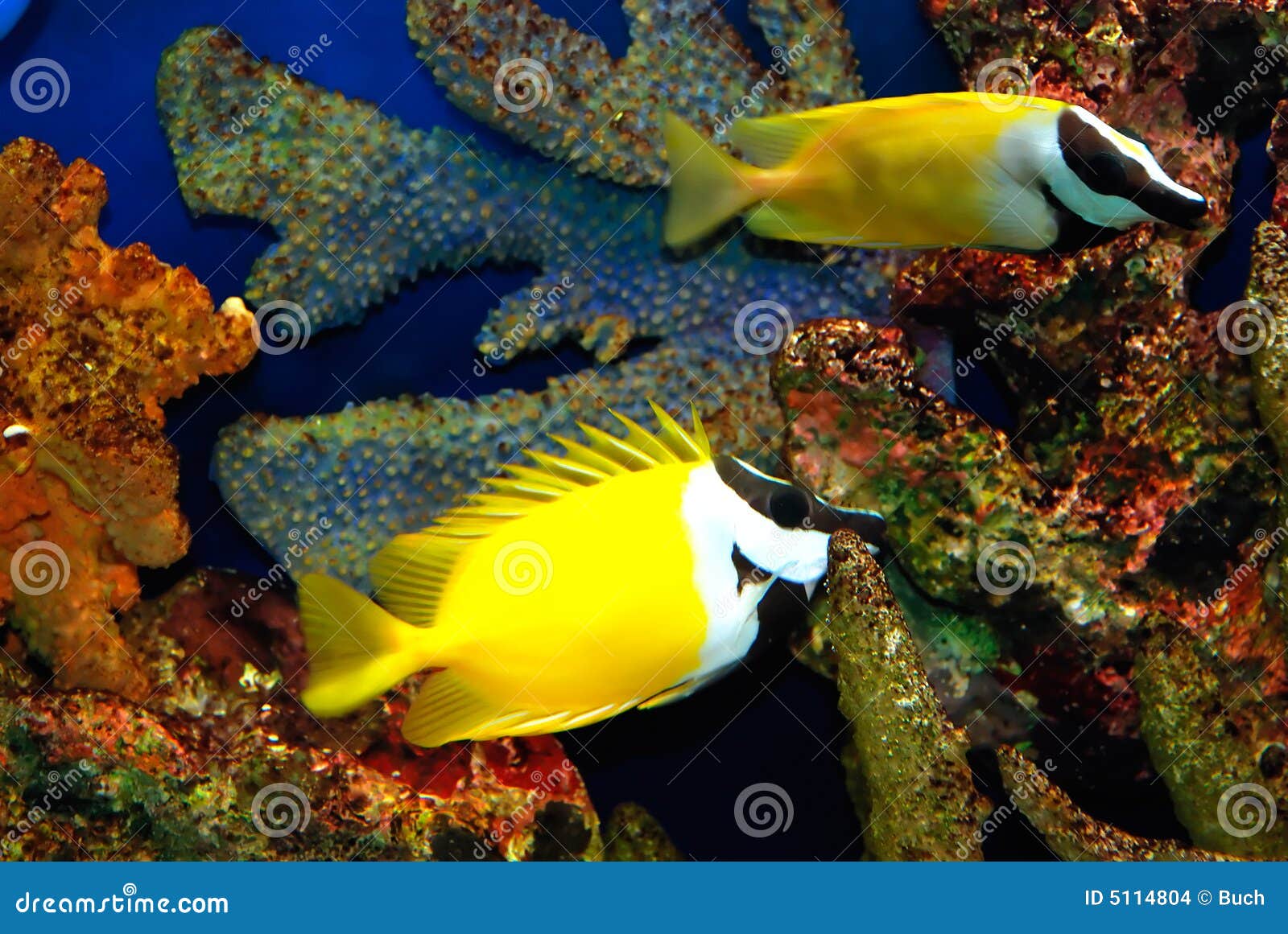 Yellow fish stock photo. Image of underwater, blue, environment - 5114804
