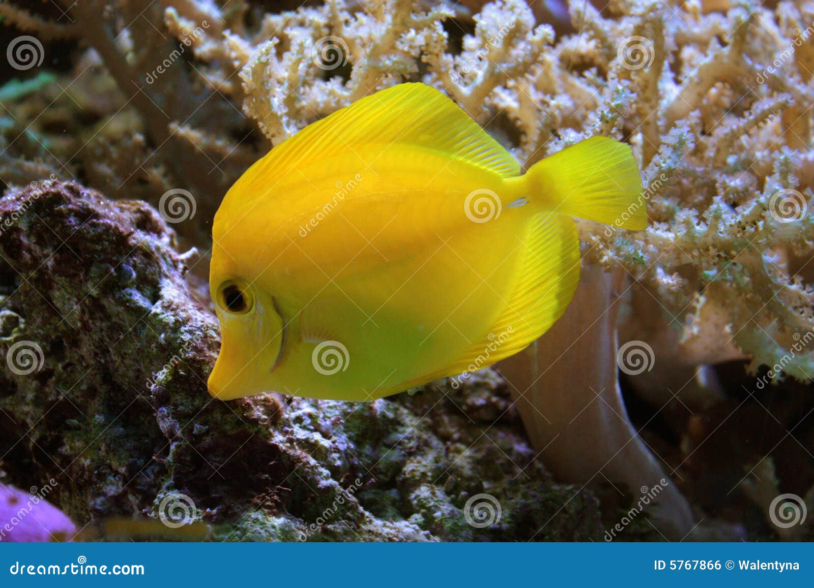 Yellow fish stock photo. Image of yellow, underwater, beauty - 5767866