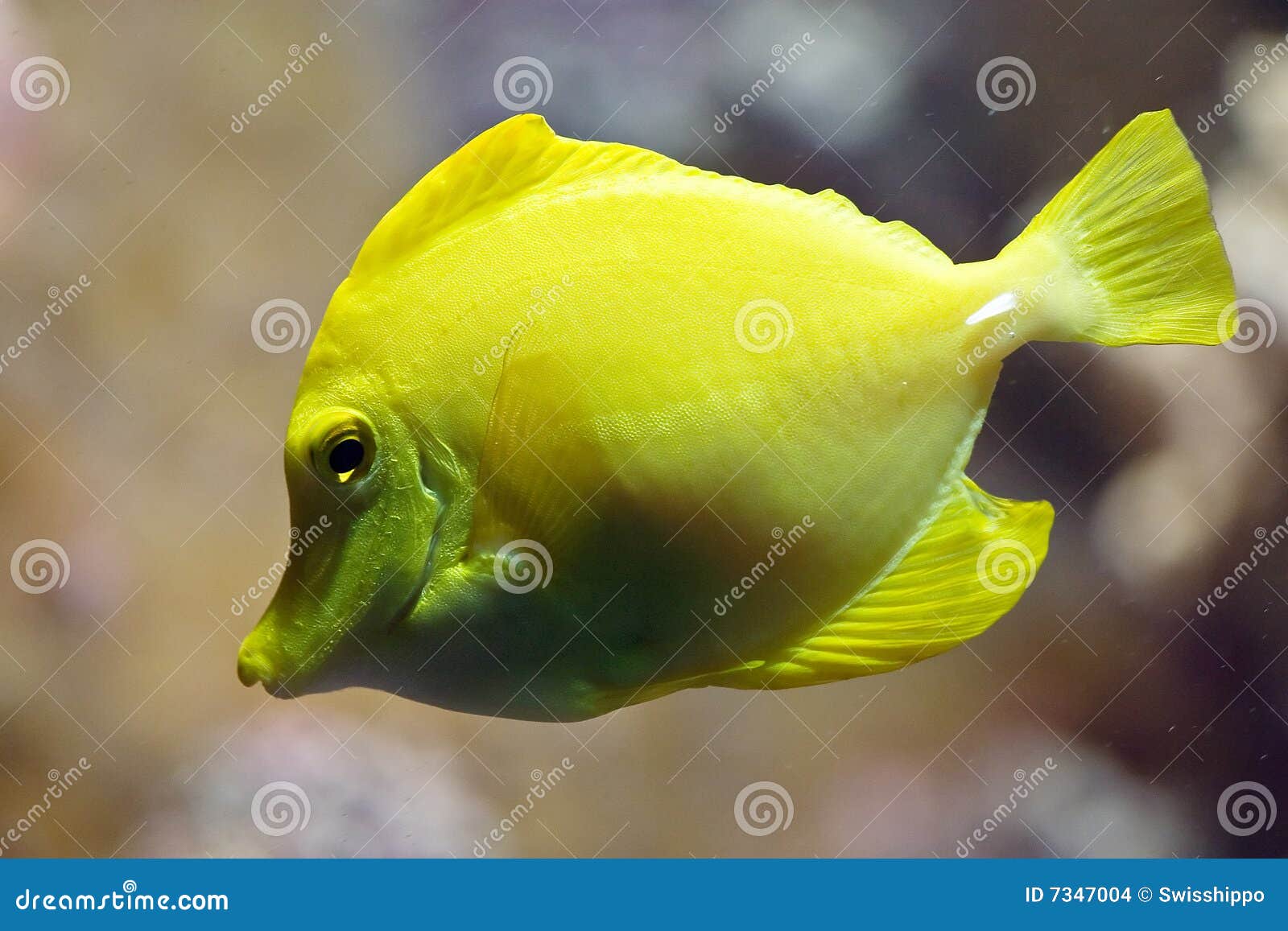 Yellow fish stock photo. Image of aquatic, environmental - 7347004