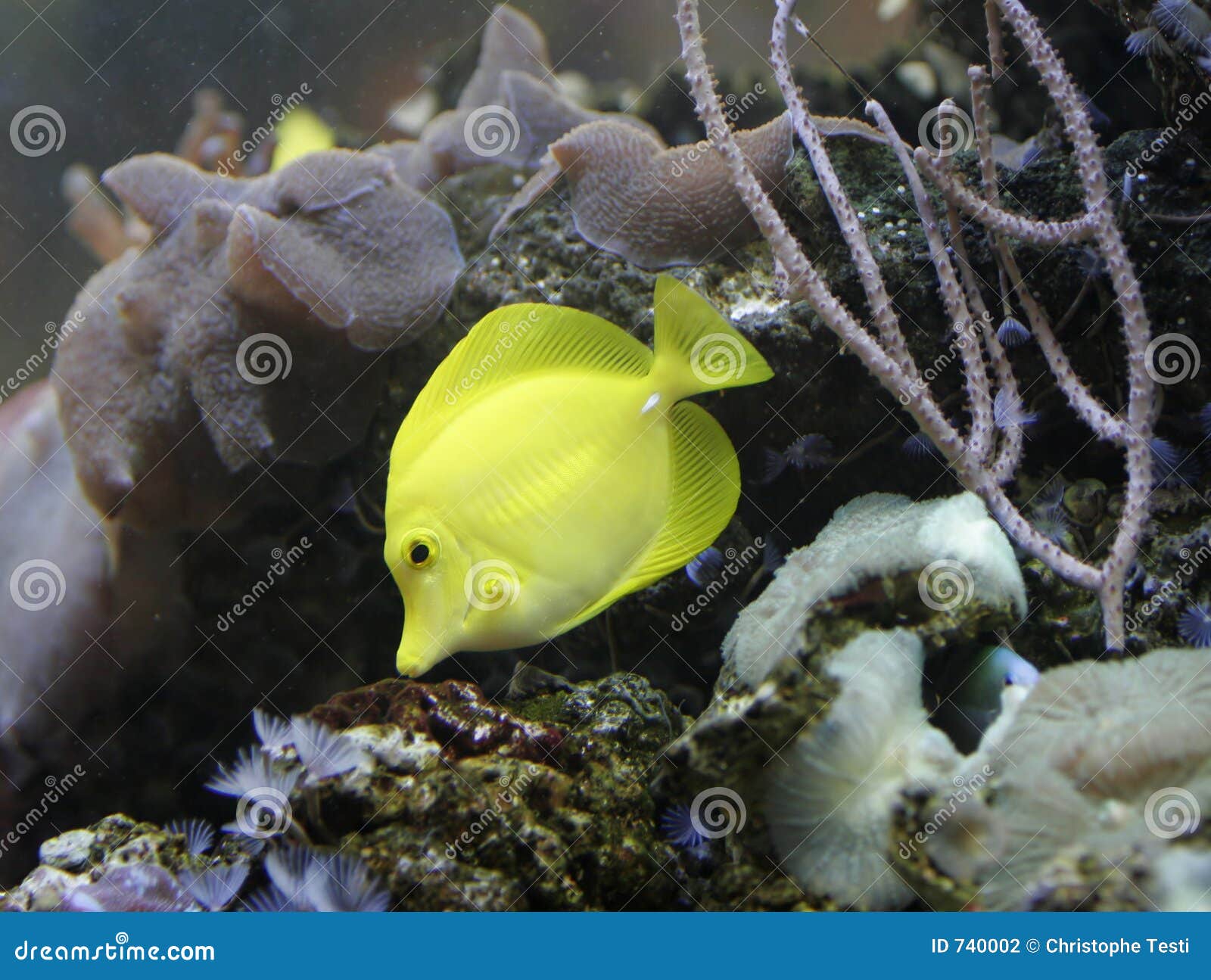 Yellow fish stock photo. Image of hawaiian, horizontal - 740002