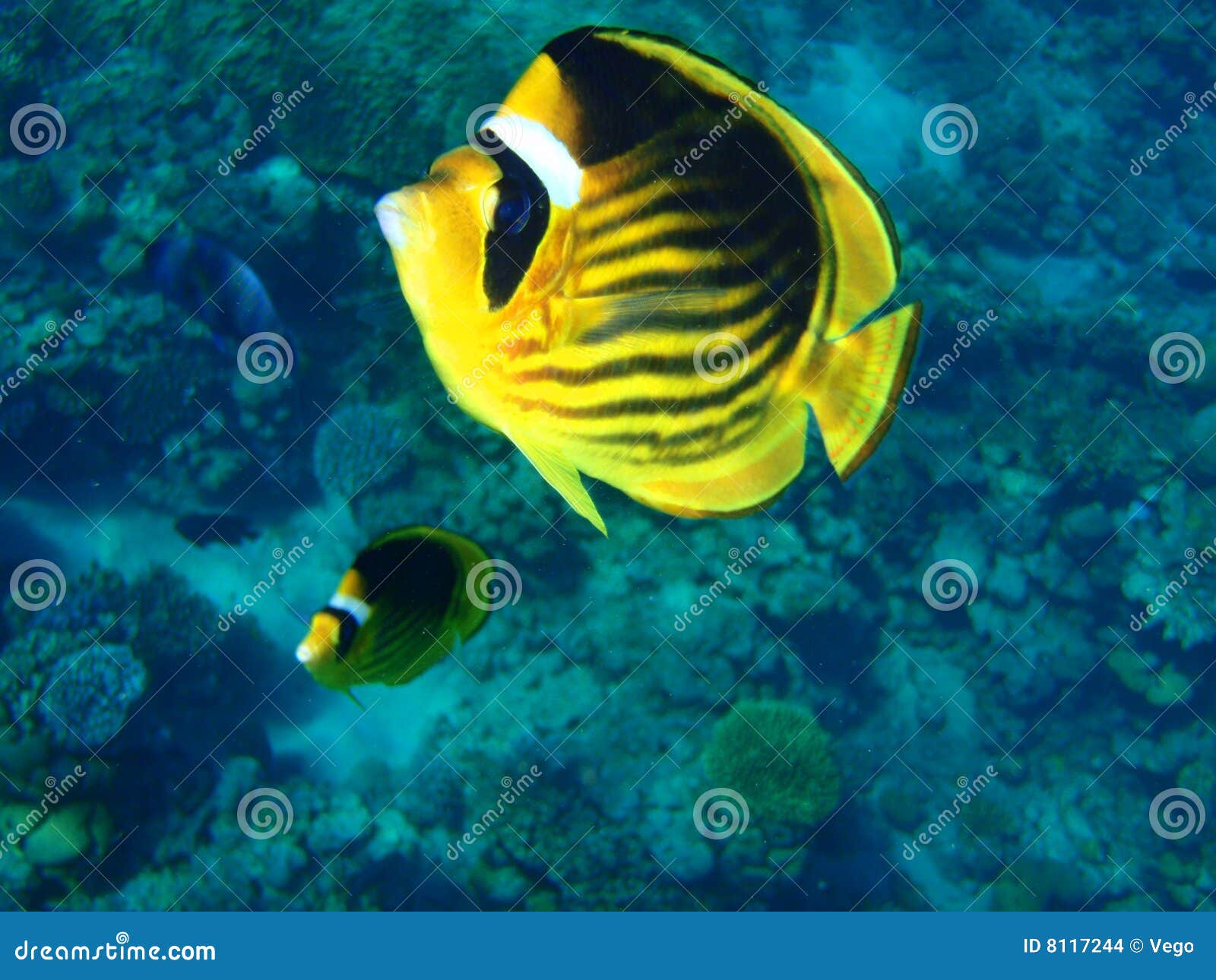 Yellow fish stock photo. Image of diver, aqua, tropical - 8117244