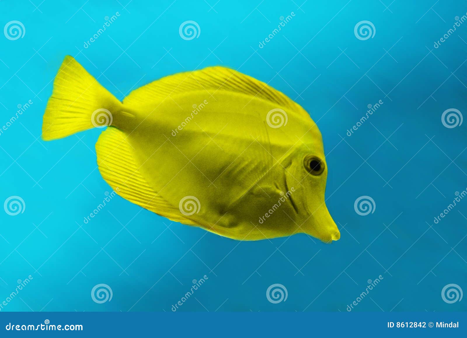 Yellow fish stock photo. Image of water, marine, pisces - 8612842