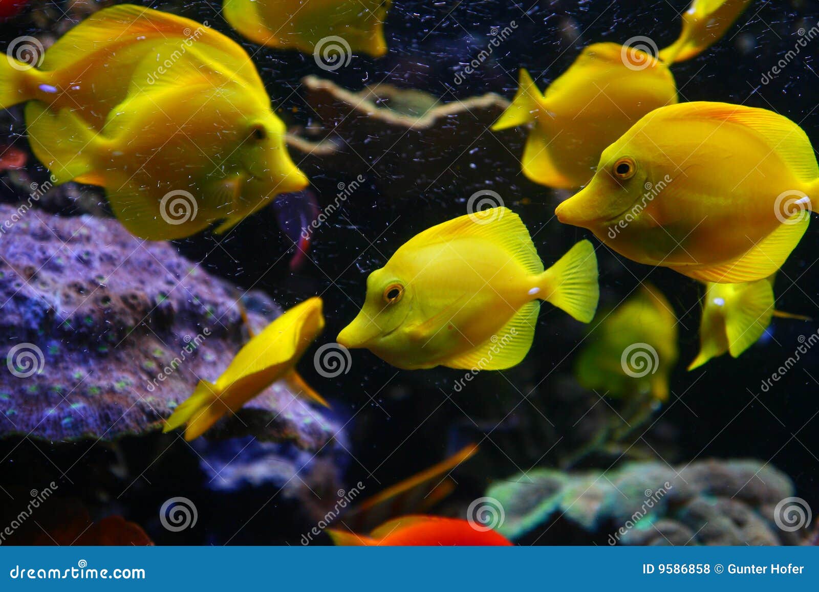 Yellow fish stock photo. Image of swimming, creatures - 9586858