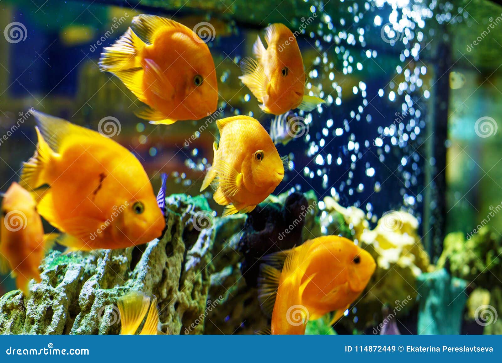 Yellow Fish in the Aquarium Stock Image - Image of ocean, closeup ...
