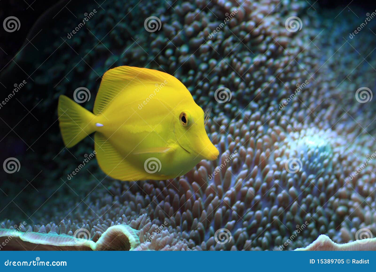 Yellow Fish in the Aquarium Stock Image - Image of swimming, deep: 15389705