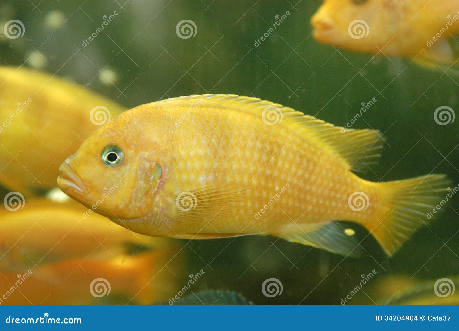 Yellow fish stock photo. Image of lake, fauna, beauty - 34204904