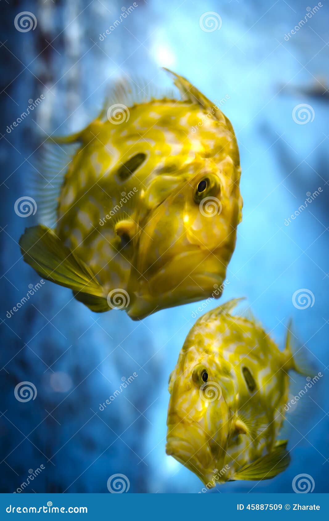 Yellow Fish Stock Photo - Image: 45887509