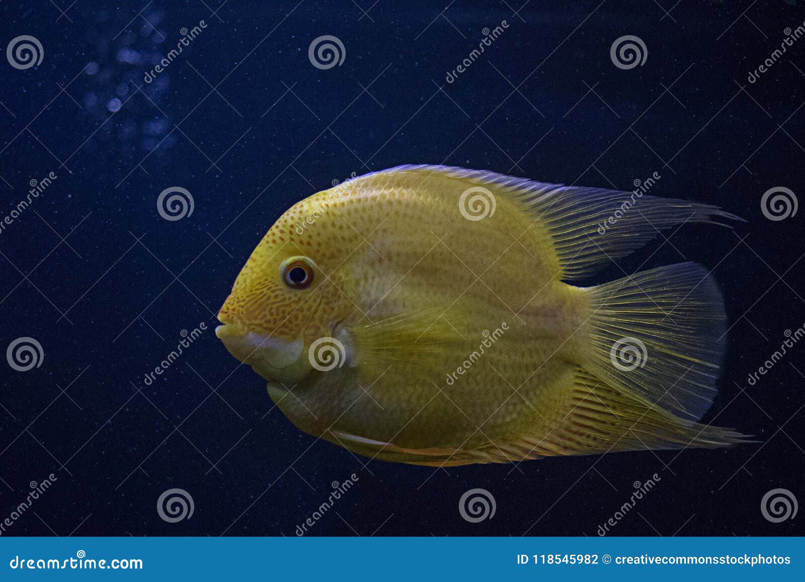 Yellow Fish In Close-up Photography Picture. Image: 118545982