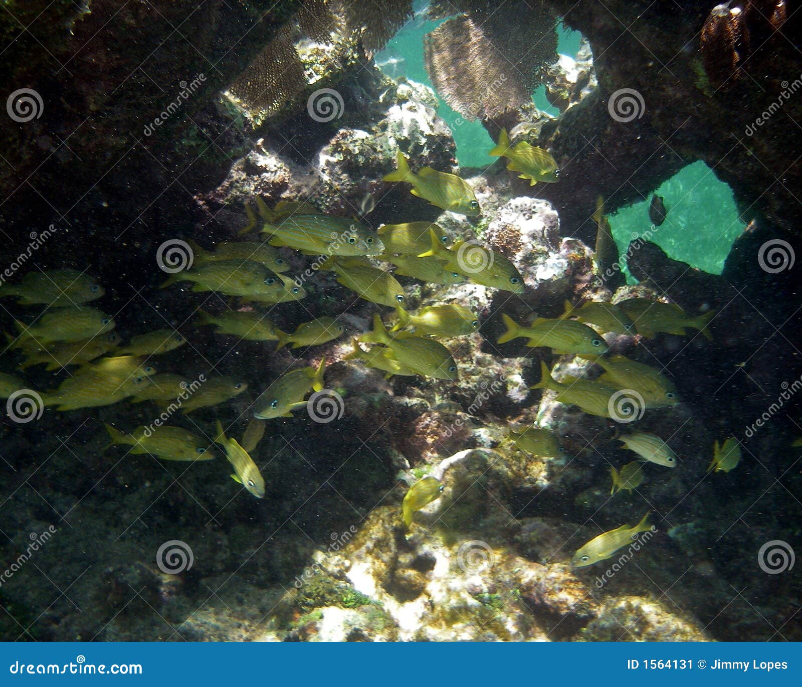 Yellow Fish In Coral Reef Picture. Image: 1564131