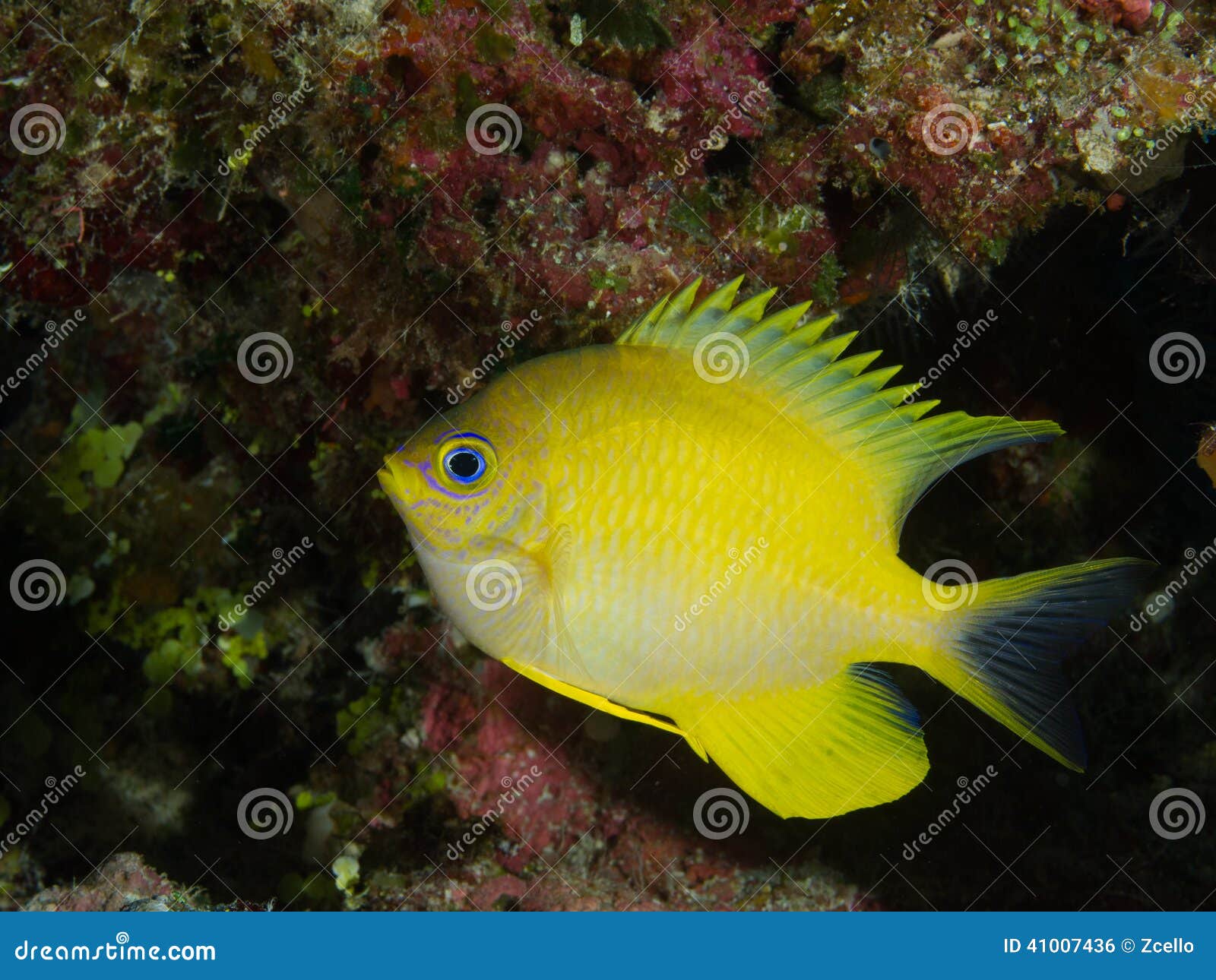Yellow fish stock photo. Image of australia, nature, coral - 41007436