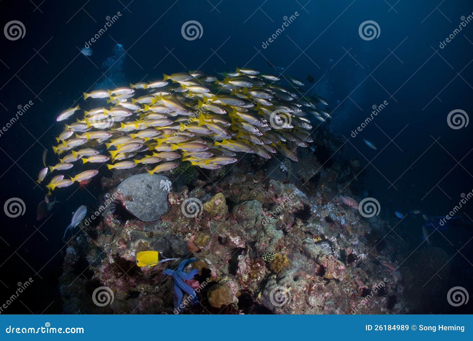 Yellow fish group school stock image. Image of reef, marine - 26184989