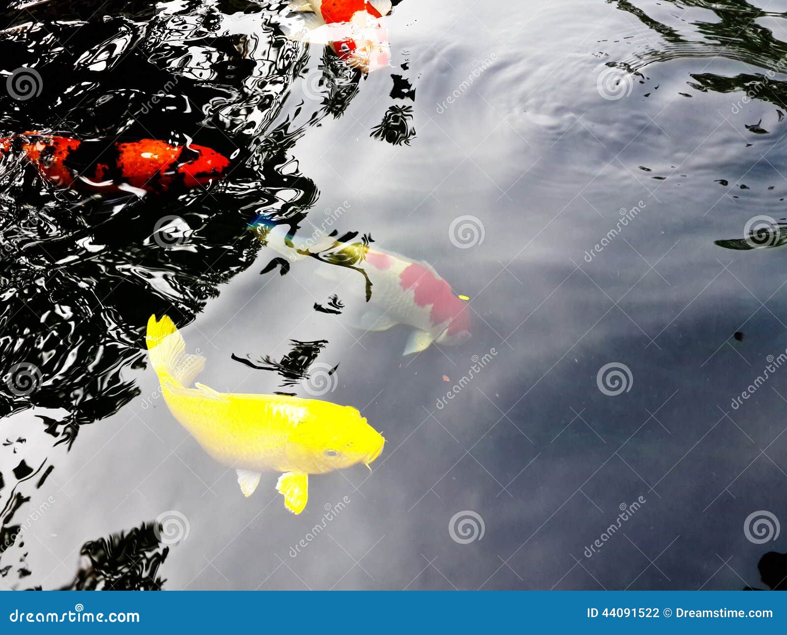Yellow Fish Koi stock photo. Image of fortune, colorful - 44091522