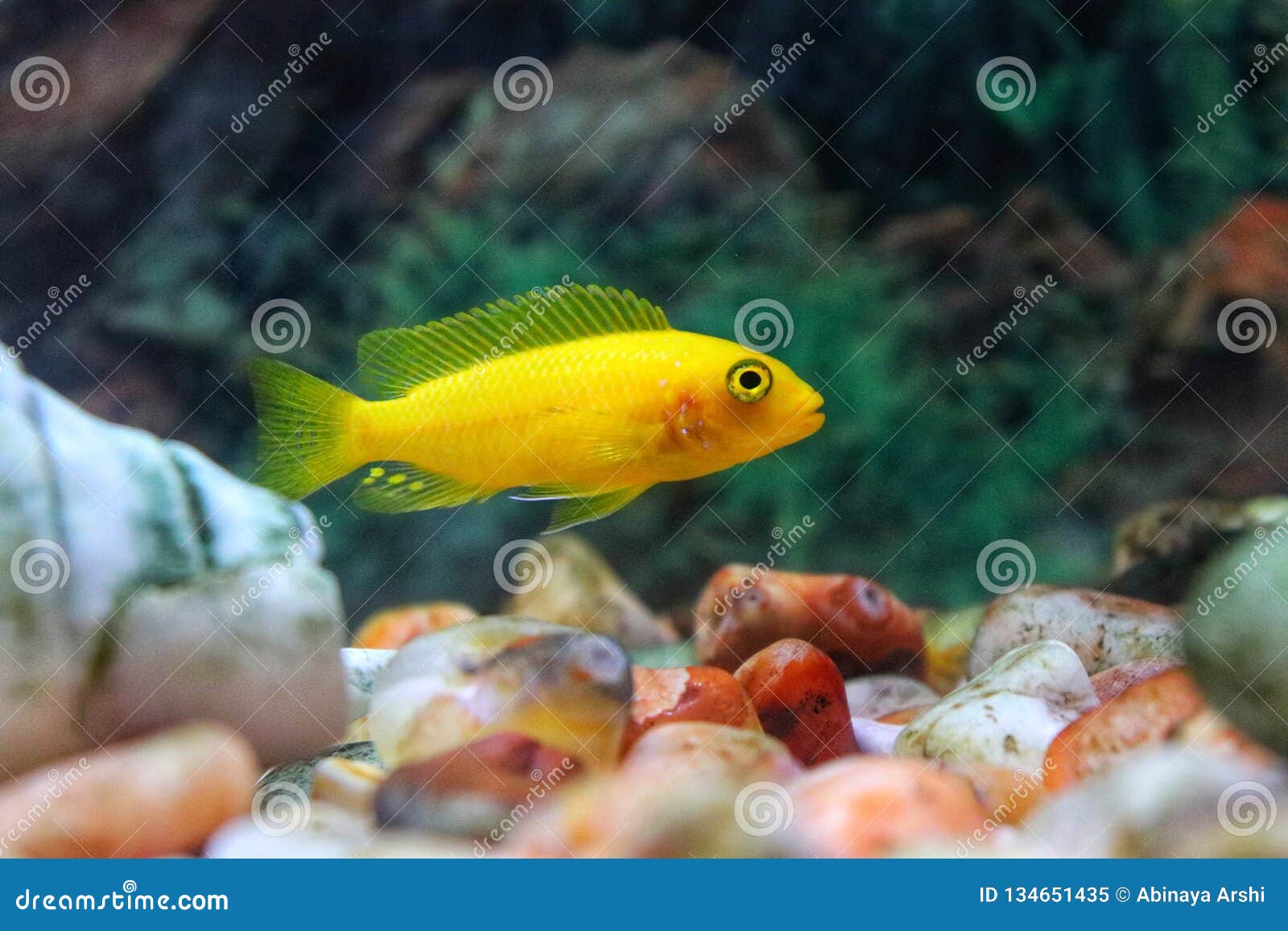 Yellow Fish stock image. Image of water, yellow, molly - 134651435