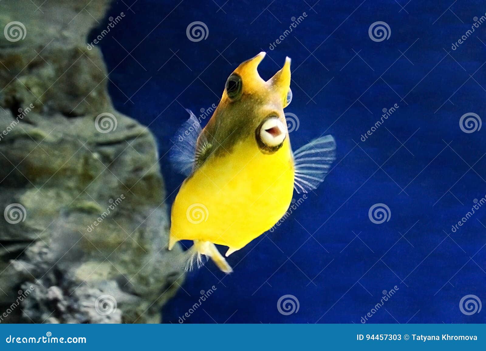 Yellow fish in the ocean stock image. Image of water - 94457303