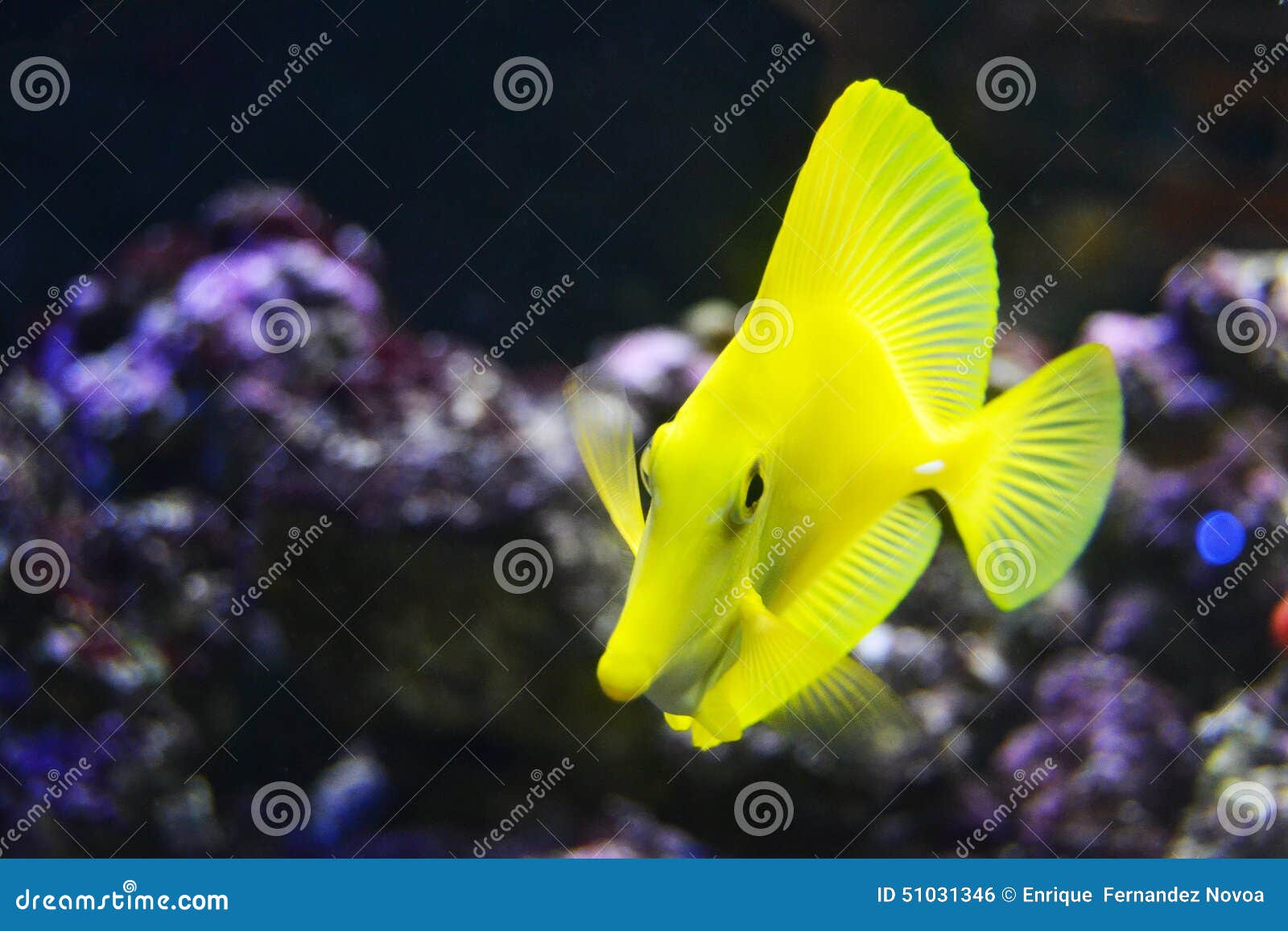 Yellow fish stock photo. Image of deep, wild, beautiful - 51031346