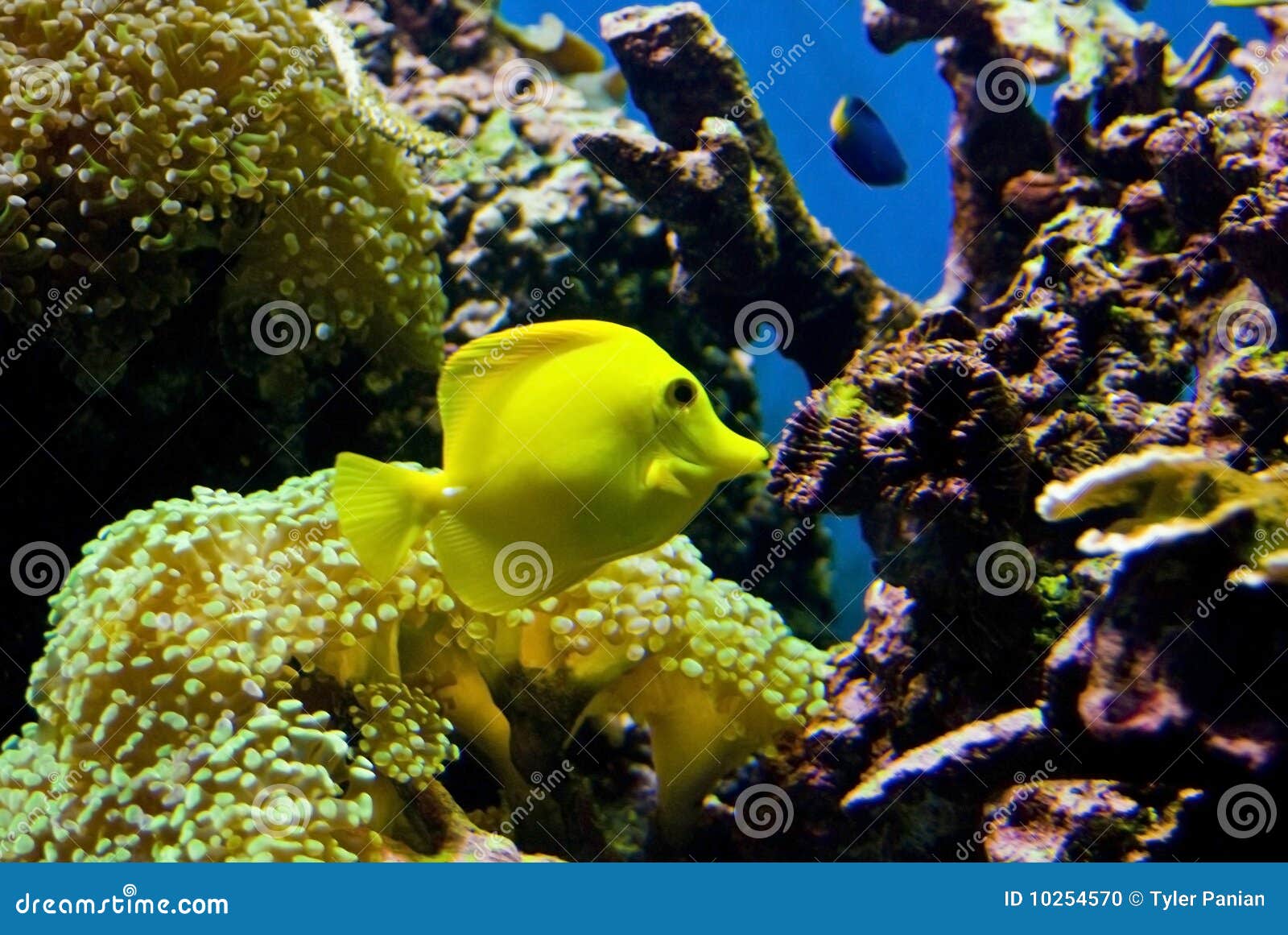 Yellow fish in reef stock photo. Image of color, ocean - 10254570