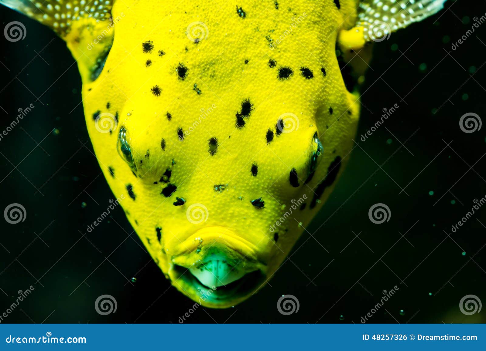 A yellow fish stock photo. Image of fish, marine, eyes - 48257326
