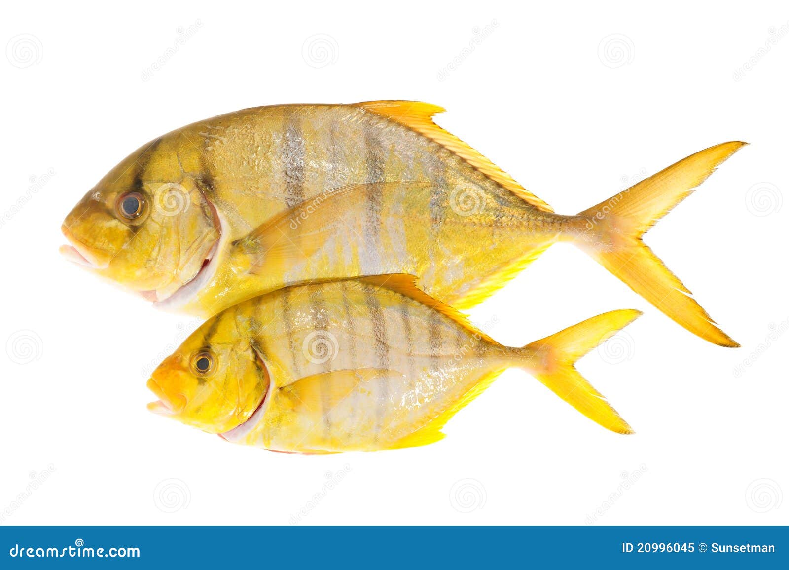 Yellow Fish With Stripes Royalty Free Stock Photo - Image: 20996045