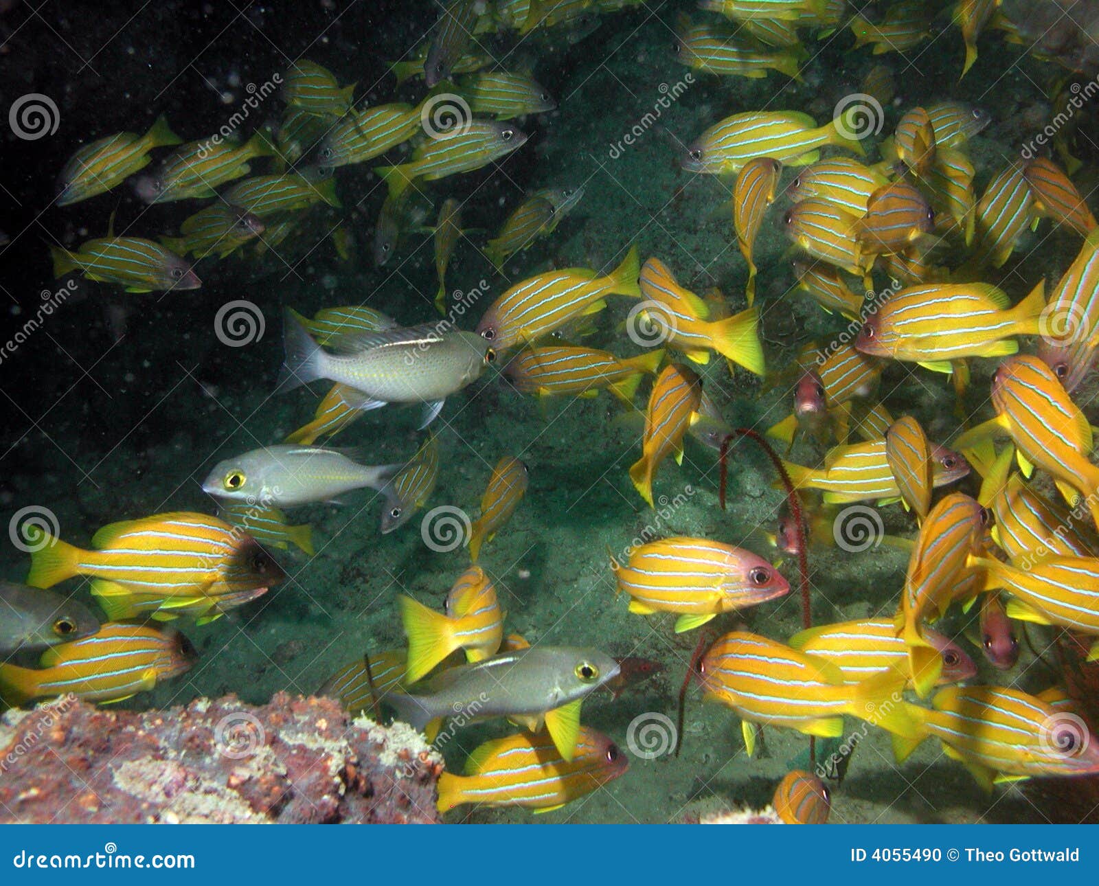 Yellow Fish Swimming in Sea Stock Photo - Image of shoal, water: 4055490