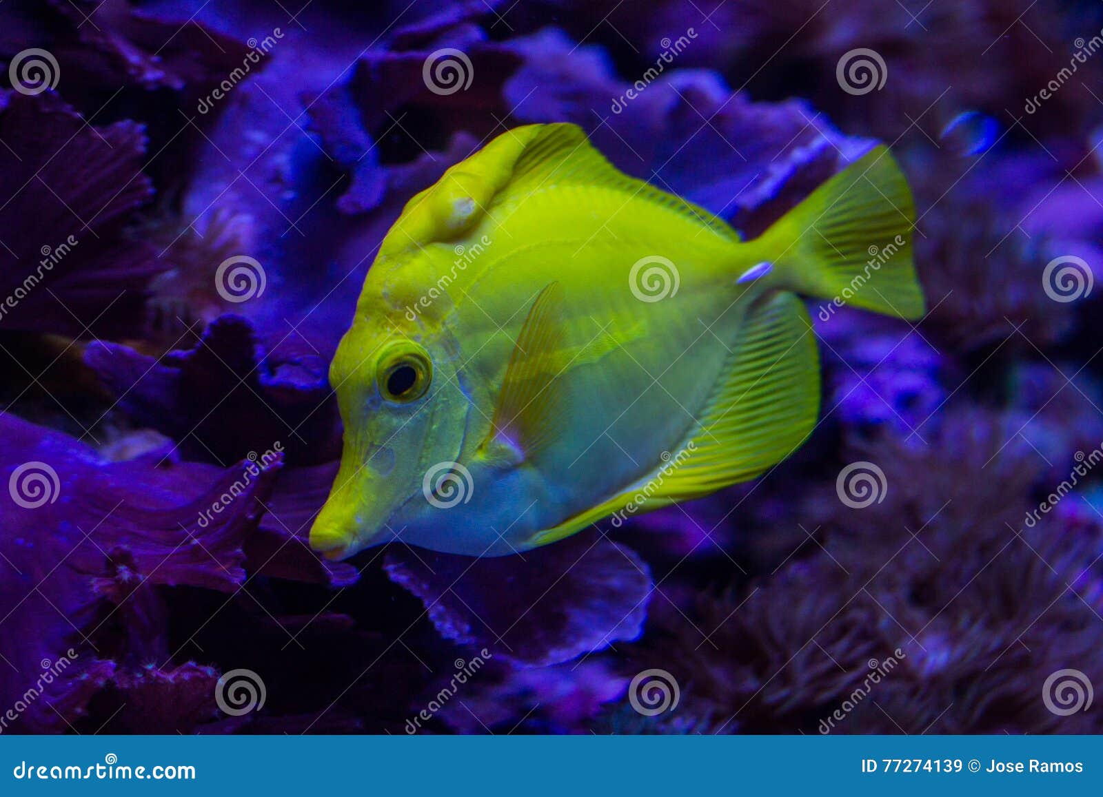 Yellow fish stock image. Image of aquatic, dive, instinct - 77274139