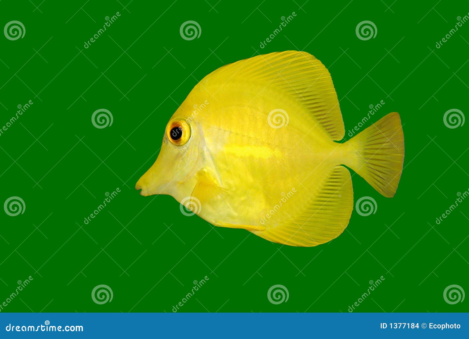 Yellow Fish (Tang) on Green Stock Photo - Image of environmental ...