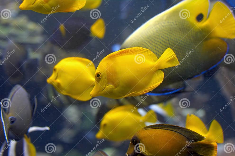 Yellow Fish in Tank stock image. Image of diving, water - 2270465