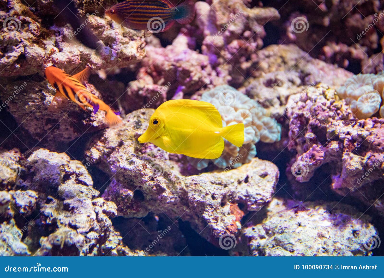 Yellow Fish stock photo. Image of saltwater, coral, wild - 100090734