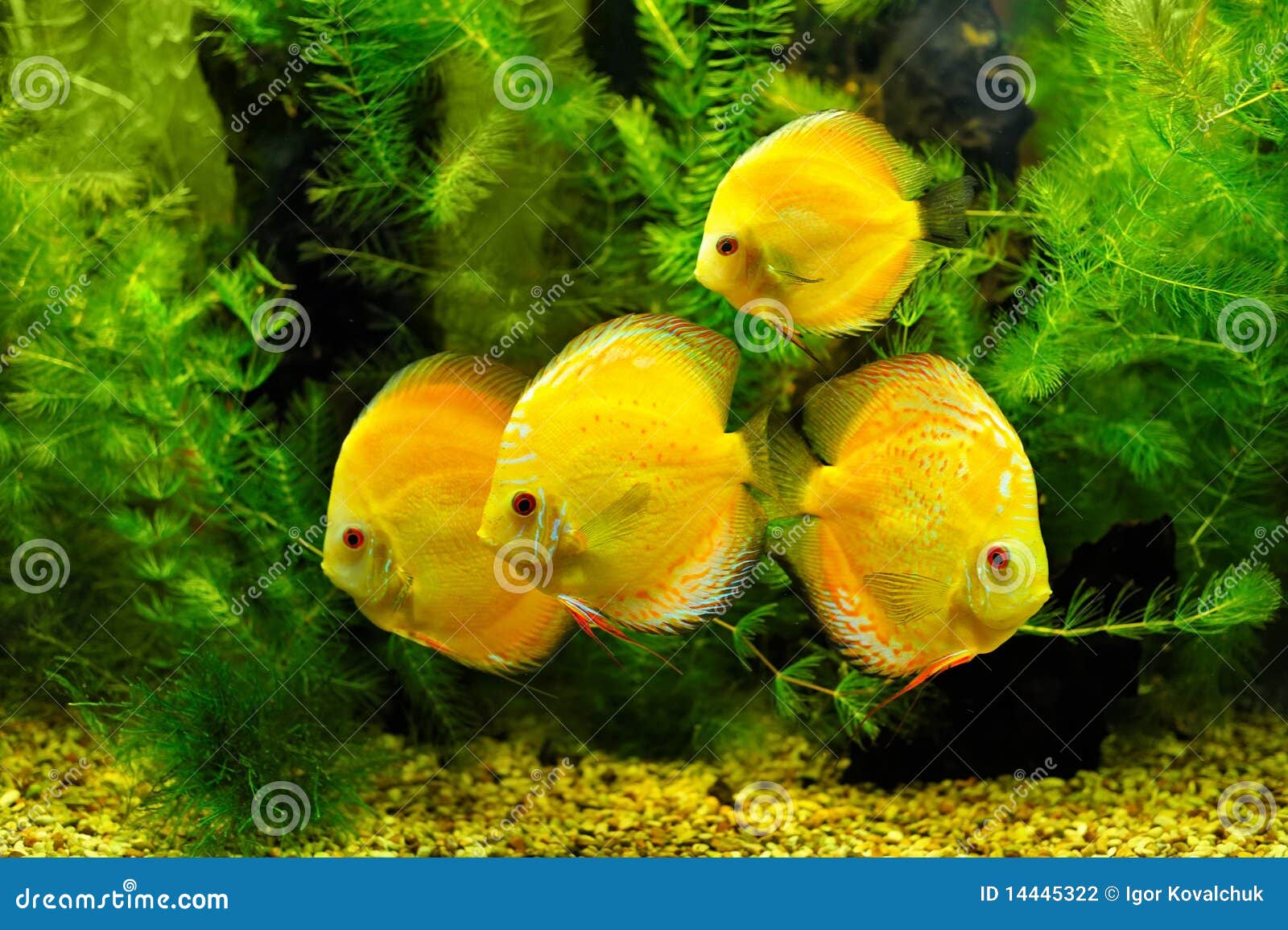 Yellow fishes stock photo. Image of pool, colorful, scuba - 14445322