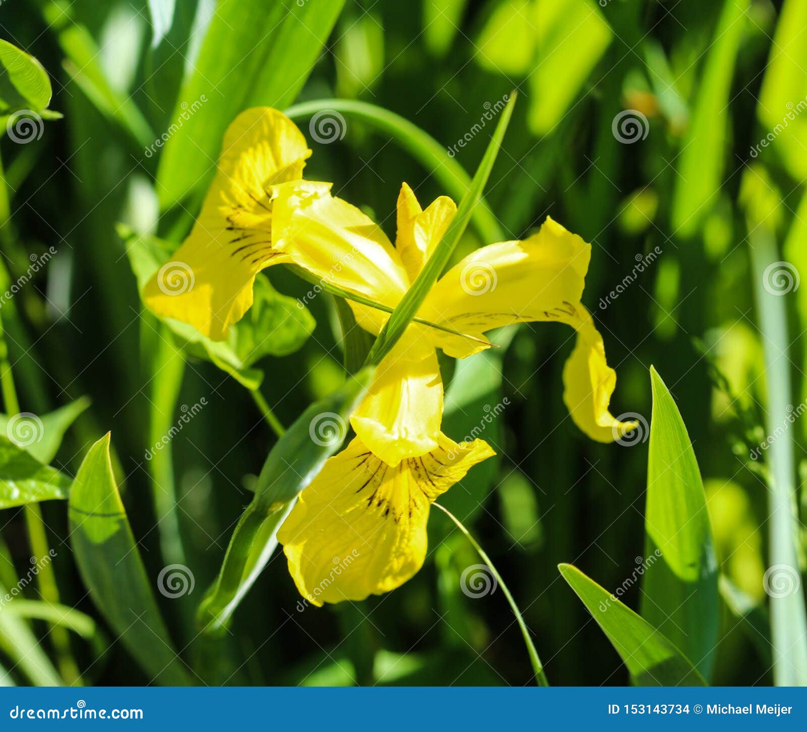 Yellow Flag, Yellow Iris or Water Flag (Iris Pseudacorus) Flower ...