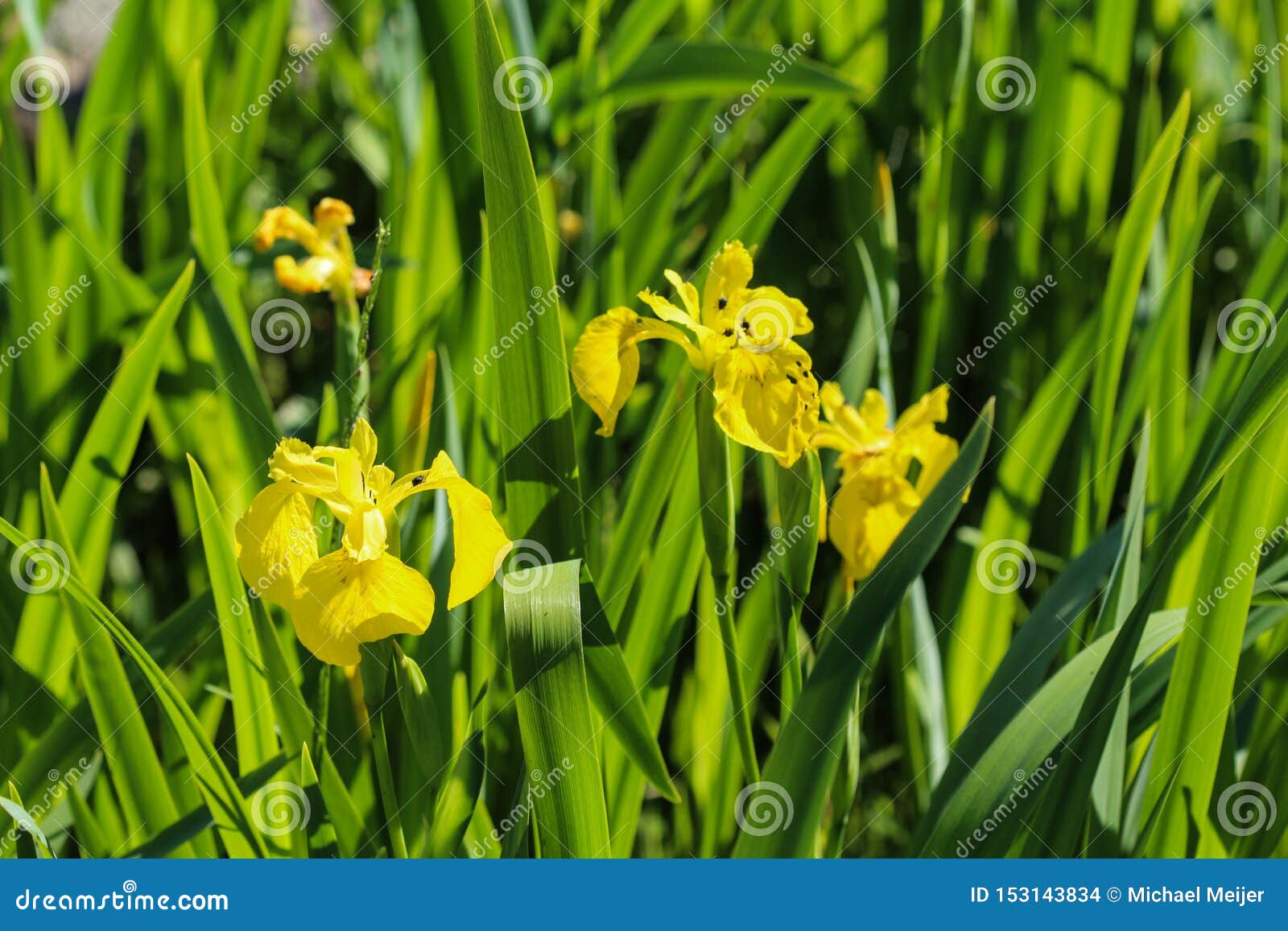 Yellow Flag, Yellow Iris or Water Flag (Iris Pseudacorus) Flower ...