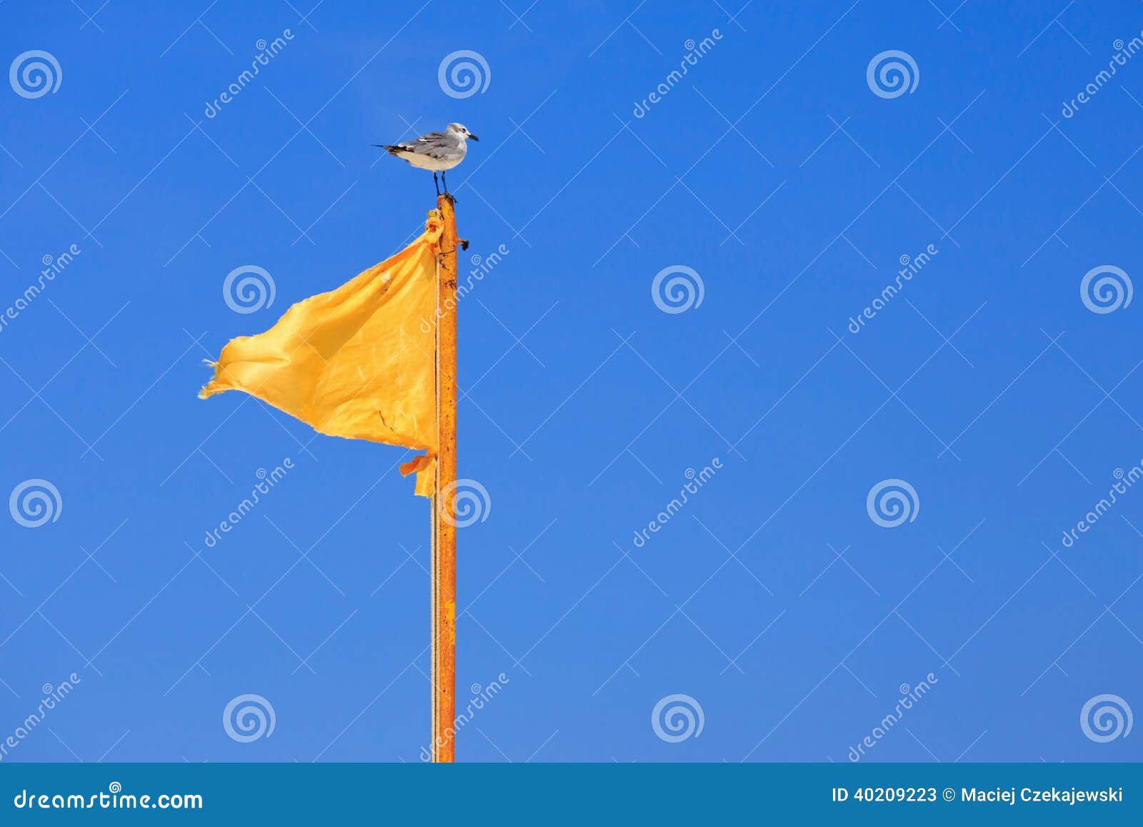 Yellow Flag and Seagull on Blue Sky Stock Image - Image of landscape ...