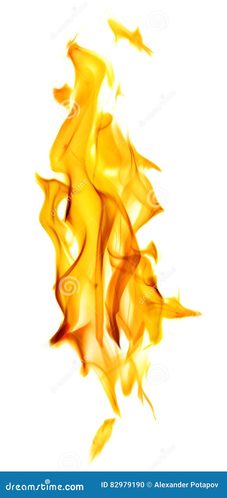 Yellow Flame Or Desert Grevillea Grevillea Eriostachya Growing In The ...