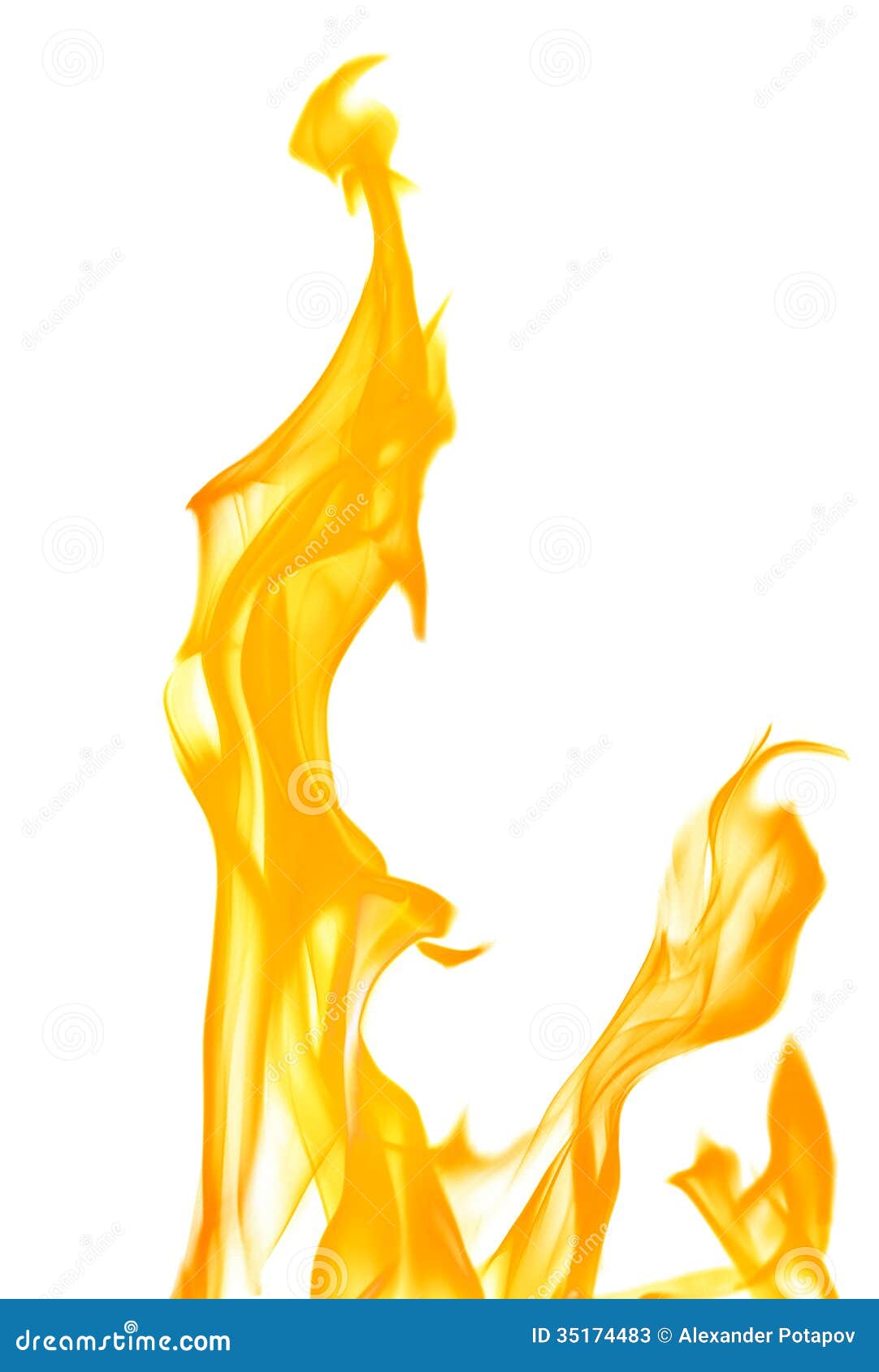 Yellow Flame Or Desert Grevillea Grevillea Eriostachya Growing In The ...