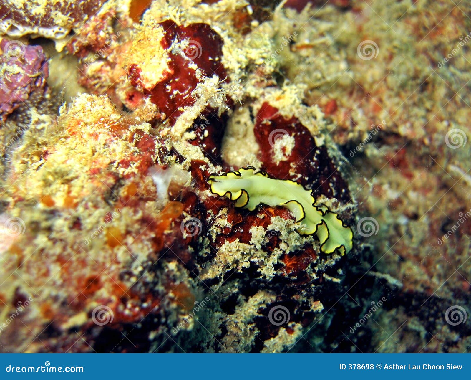 131 Yellow Flatworm Stock Photos - Free & Royalty-Free Stock Photos ...