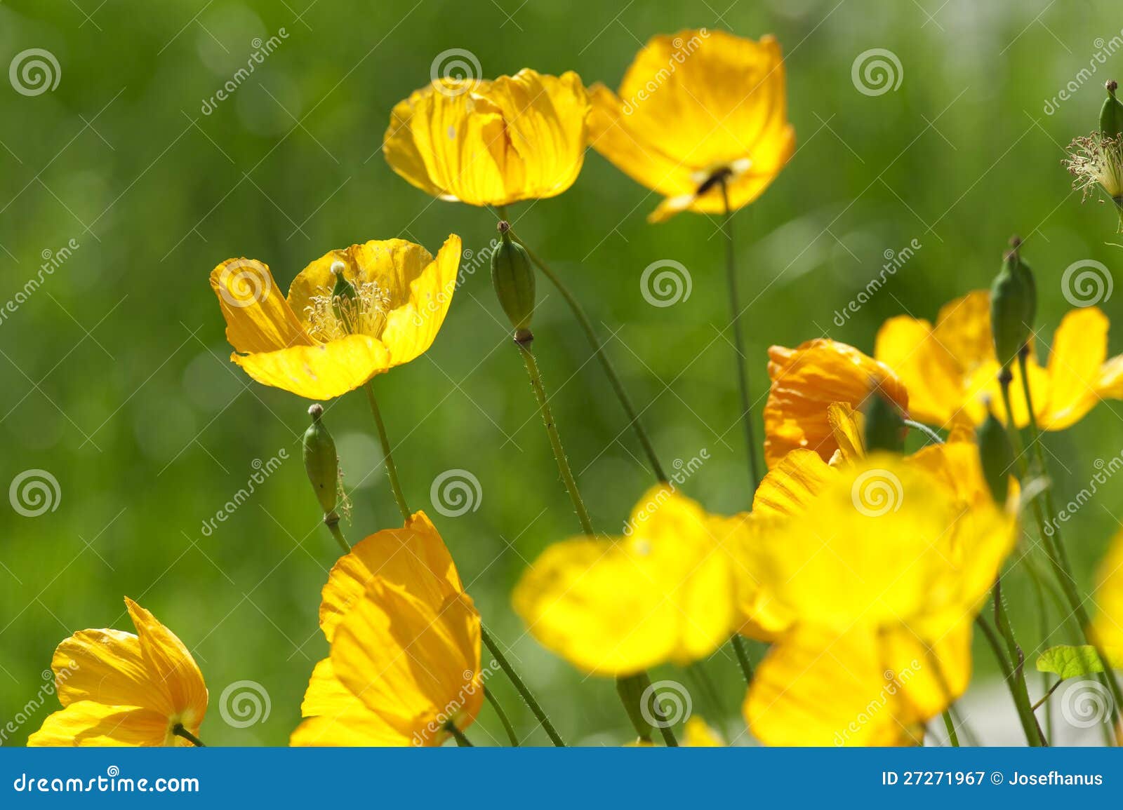 Yellow floers stock image. Image of easter, meadow, rural - 27271967