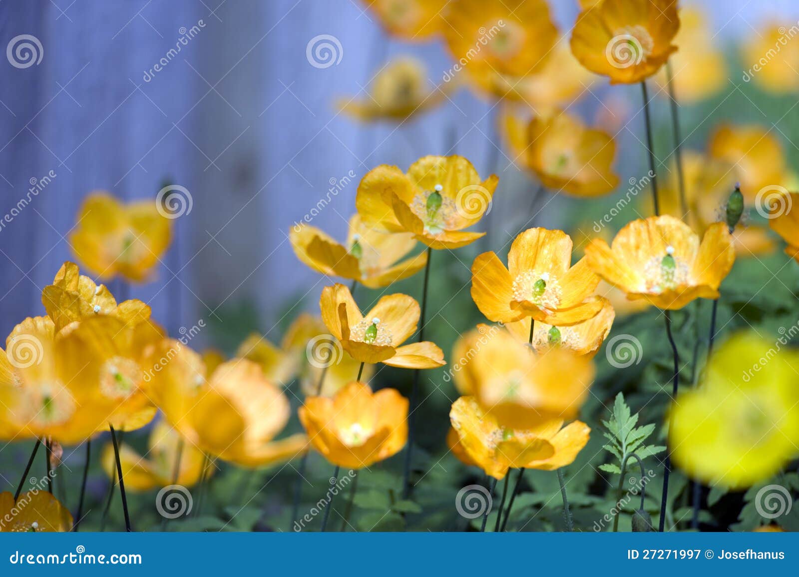 Yellow floers stock image. Image of rural, beauty, green - 27271997